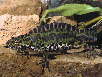 Triturus Marmoratus Male