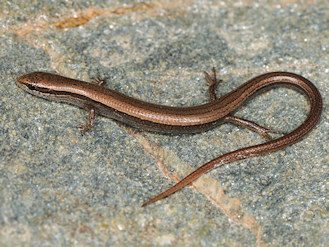 Amphibians and Reptiles of Europe