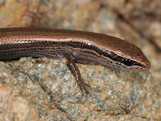 Amphibians and Reptiles of Europe